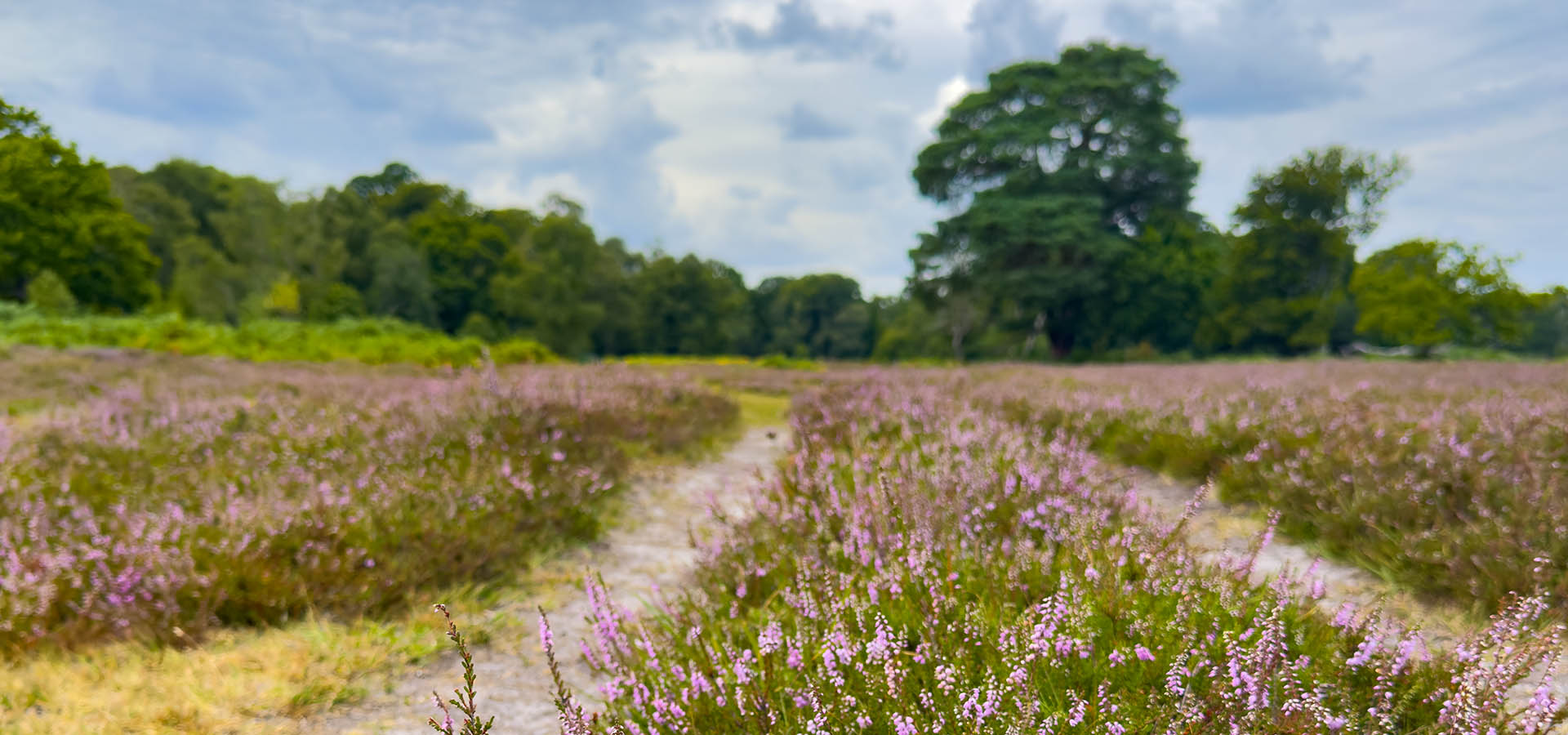 Where to see heather in the New Forest | insidehampshire